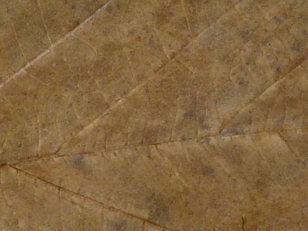 texture 0007 - Texturelib